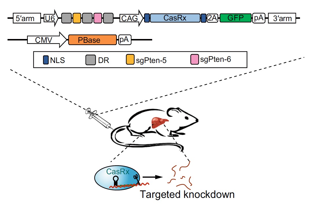 生命学院与合作者利用Cas13d在成体动物实现靶向沉默RNA