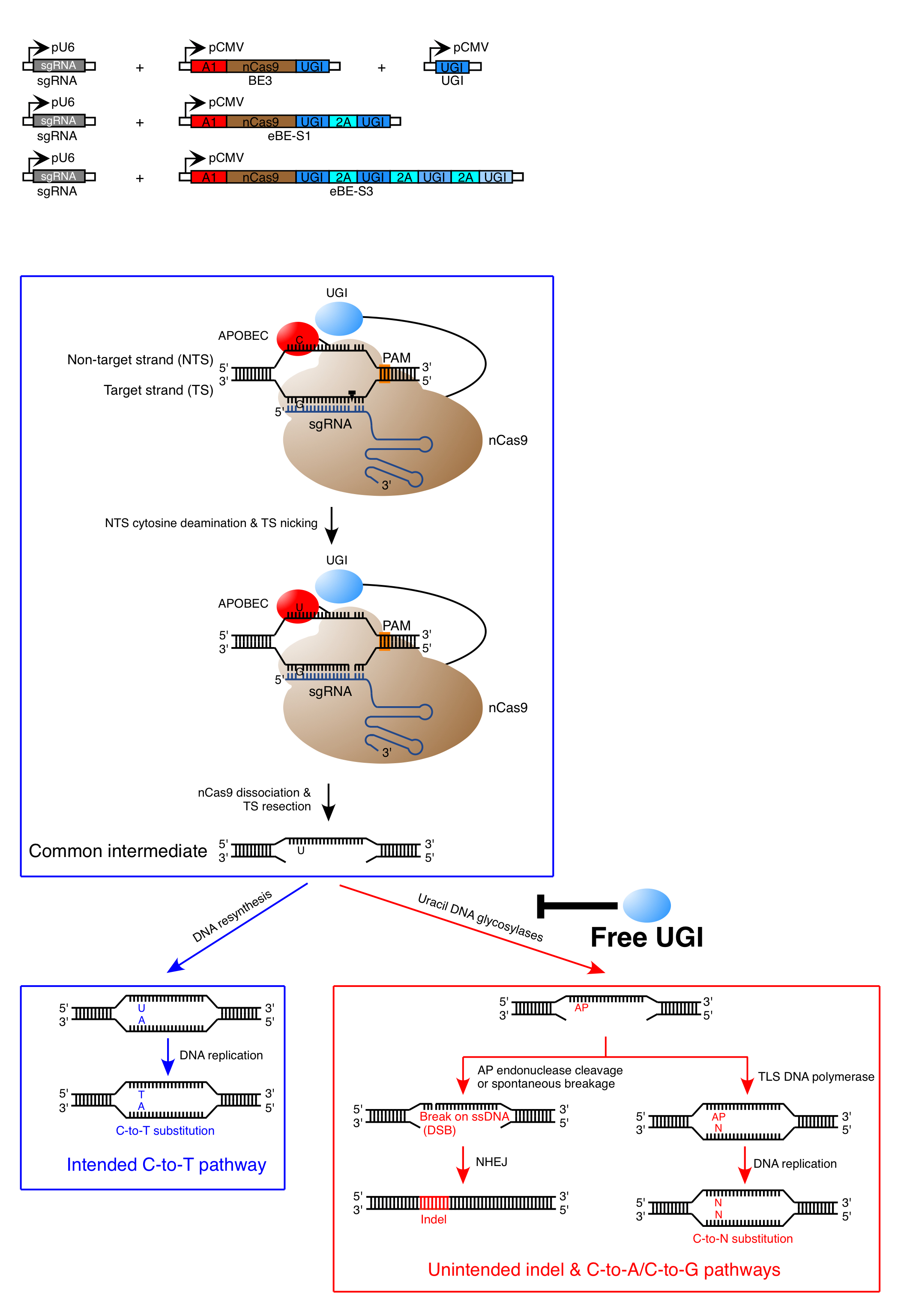 Enhanced Base Editing by Co-expression of Free Uracil DNA Glycosylase ...