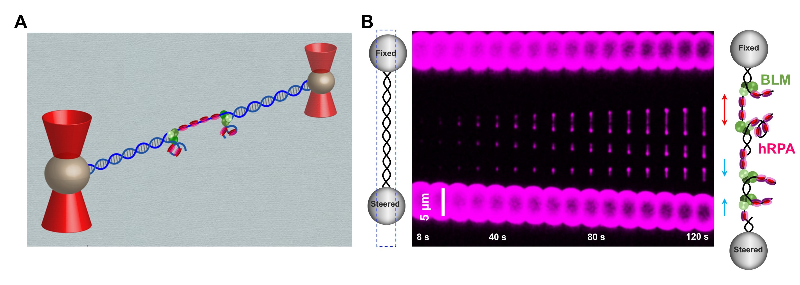 SLST Researchers Report a Novel Unwinding Model of a DNA Repair ...