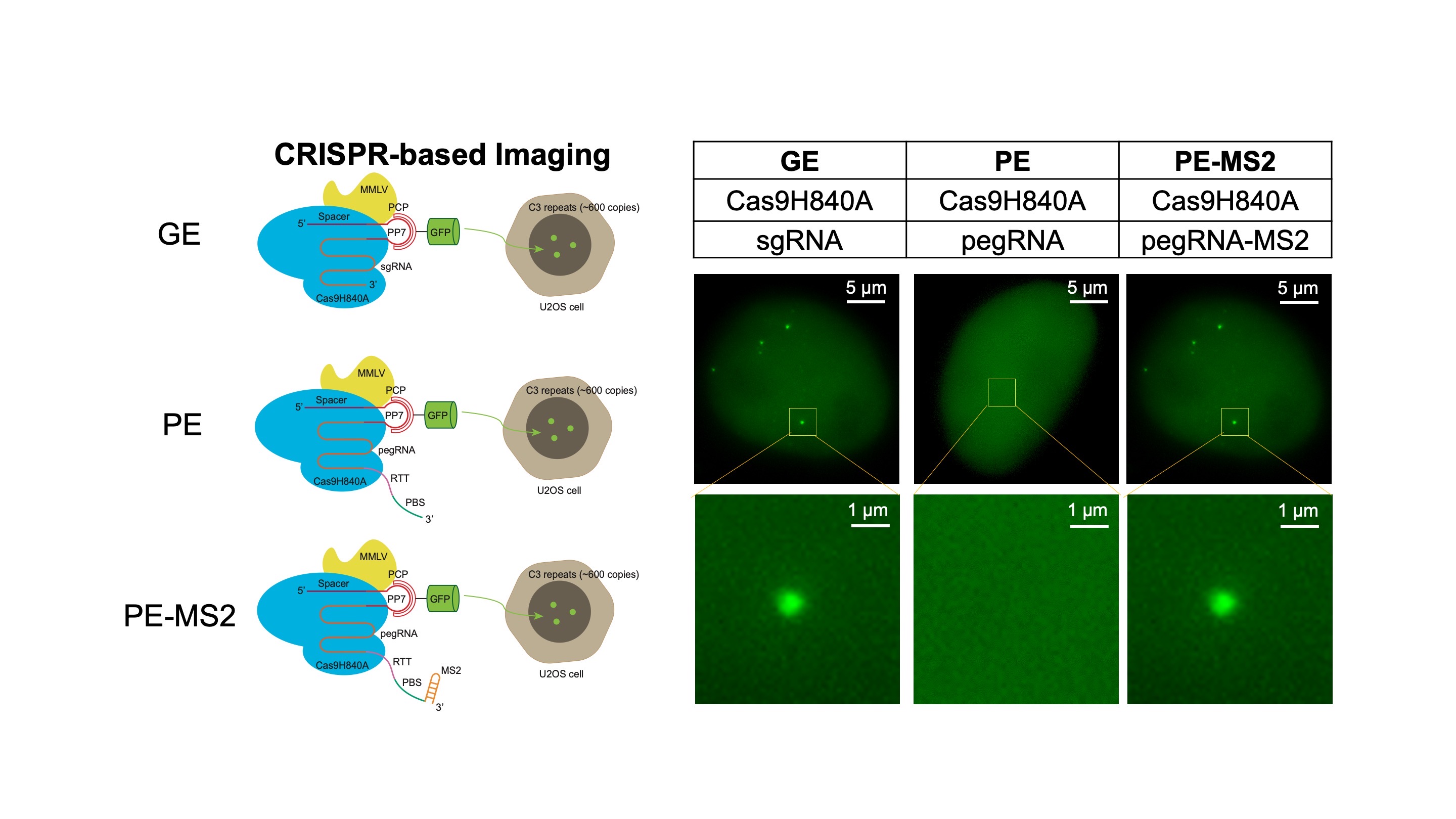 生命学院马涵慧课题组开发高效灵活的先导基因编辑工具