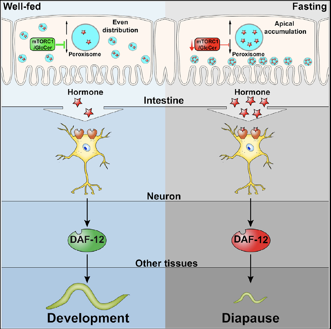 Food Determines Developmental Fate