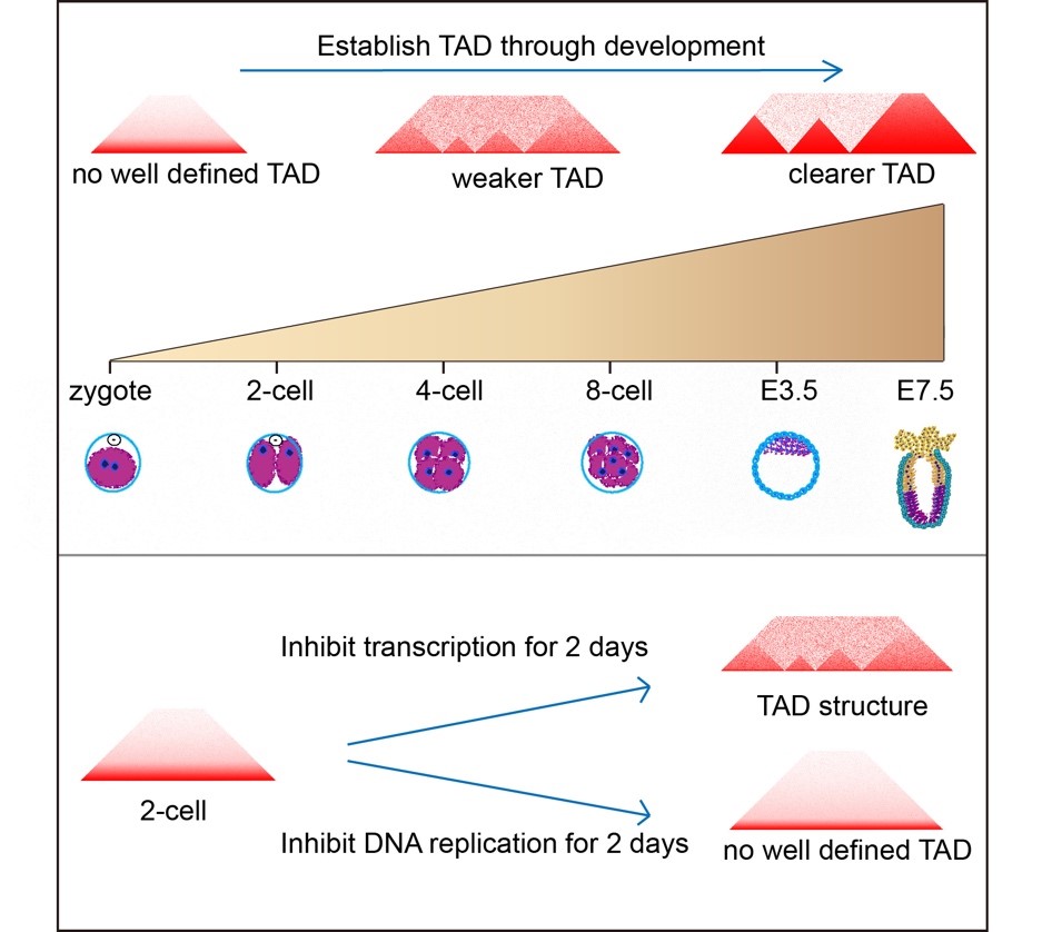 SLST Dr. Huang Xingxu’s Lab and Collaborators Make Breakthrough: Reveal ...
