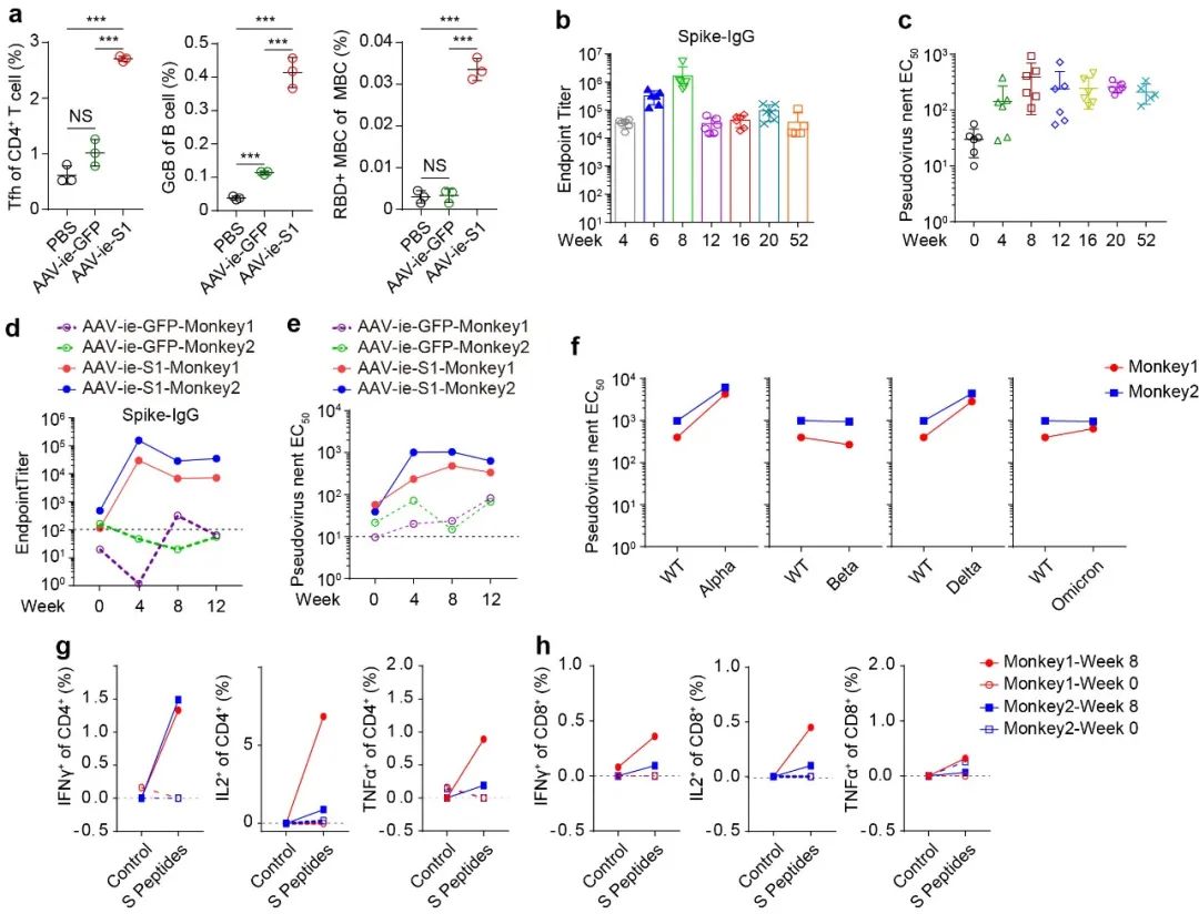 上科大钟桂生与王皞鹏团队合作开发新型AAV载体新型冠状病毒疫苗